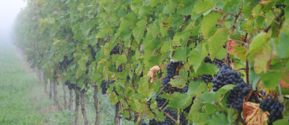Weingut der Familie Kohll-Leuck - Weingut Kohll-Leuck in Luxembourg